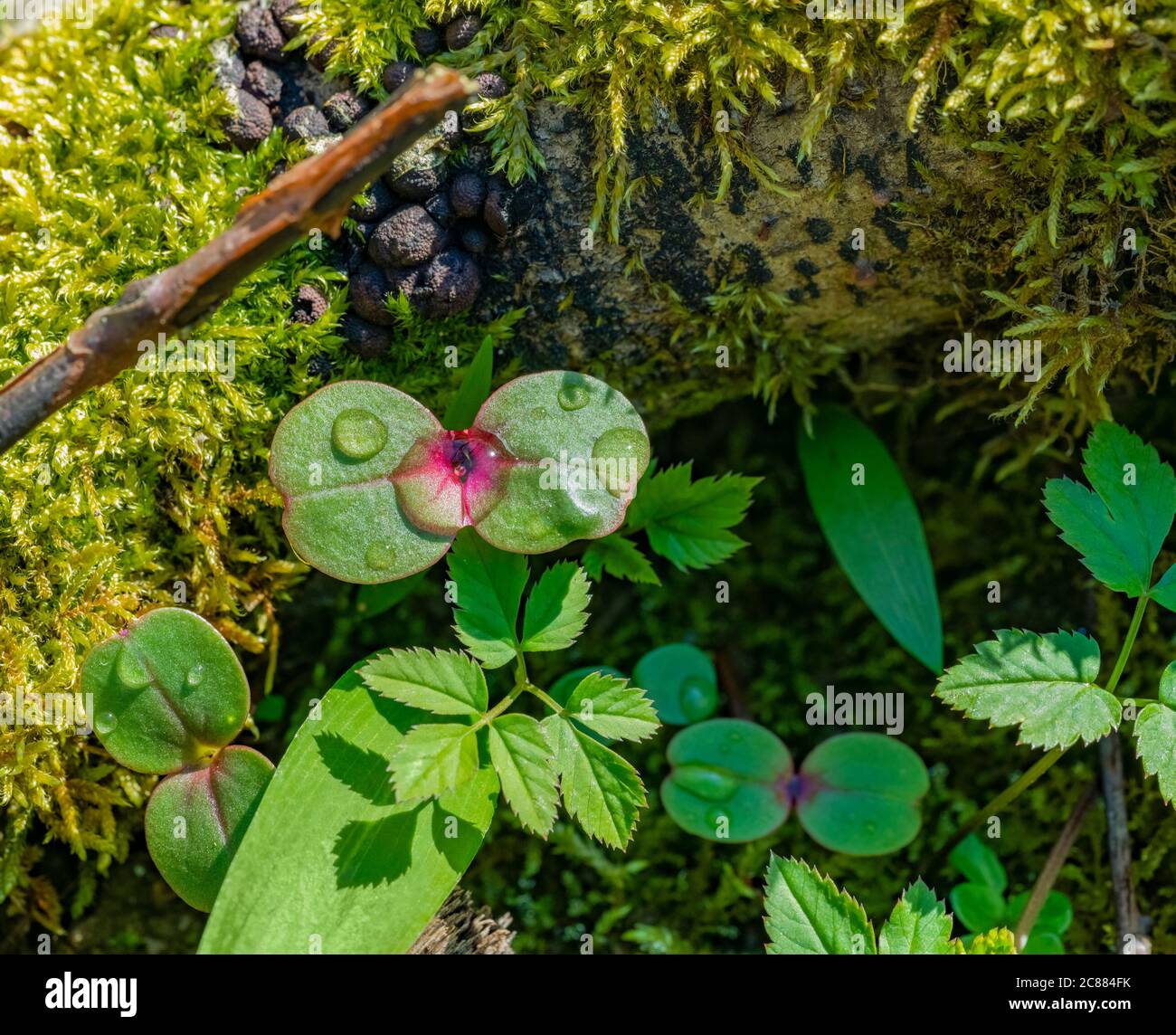 sunny illuminated fresh green ground cover vegetation at spring time ...