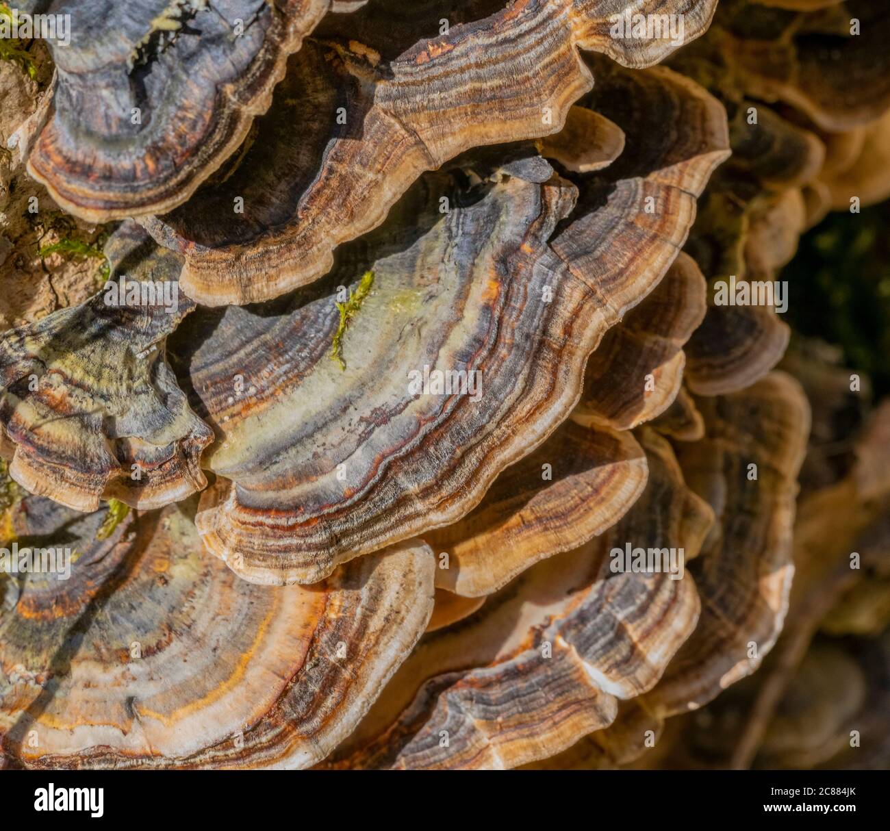 Close shot bracket fungus hi-res stock photography and images - Alamy