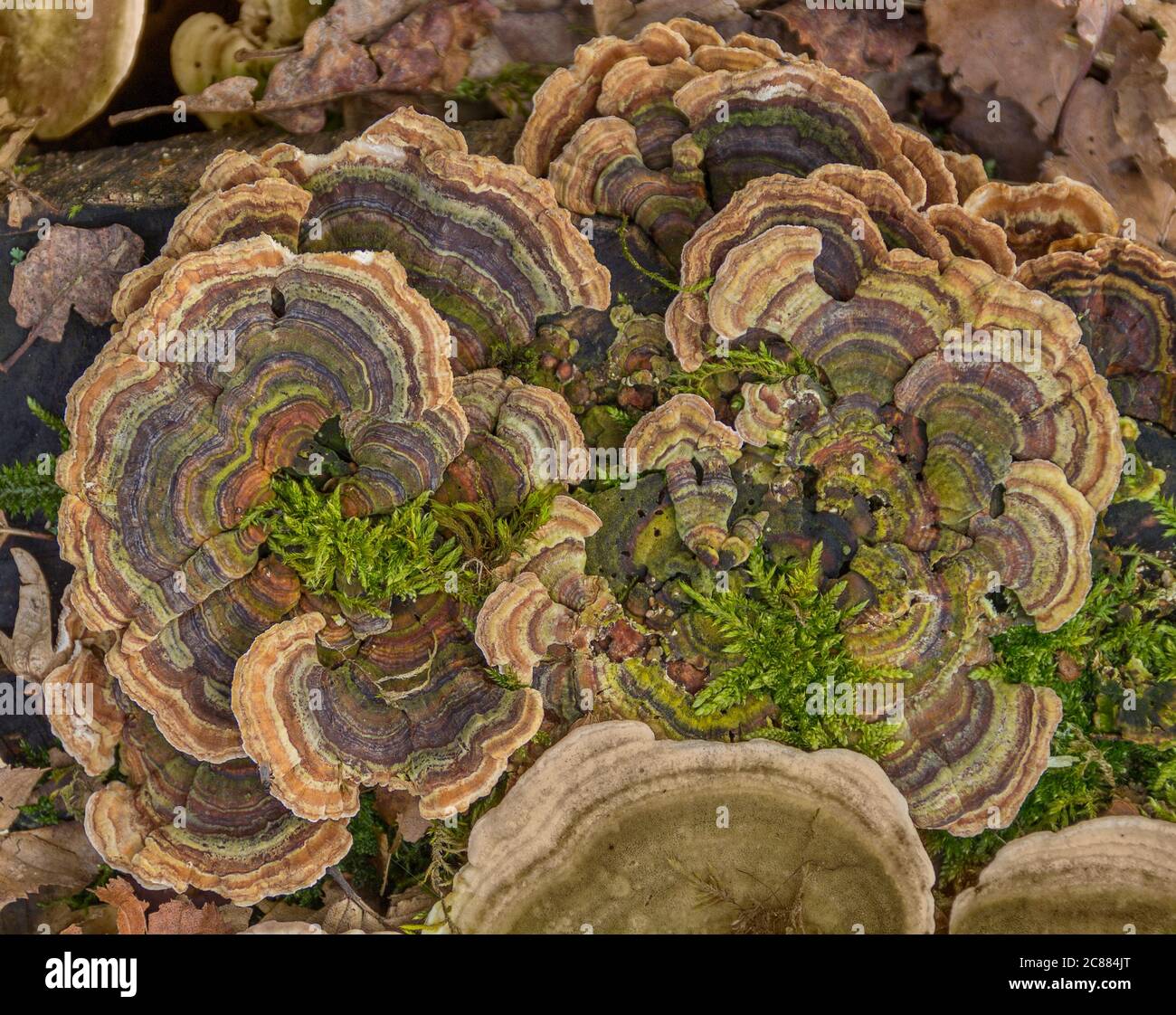 Striped fungi hi-res stock photography and images - Alamy
