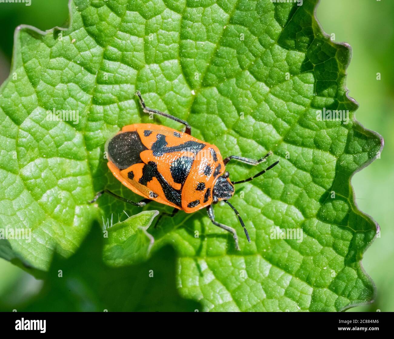 Sunny leaf hi-res stock photography and images - Alamy