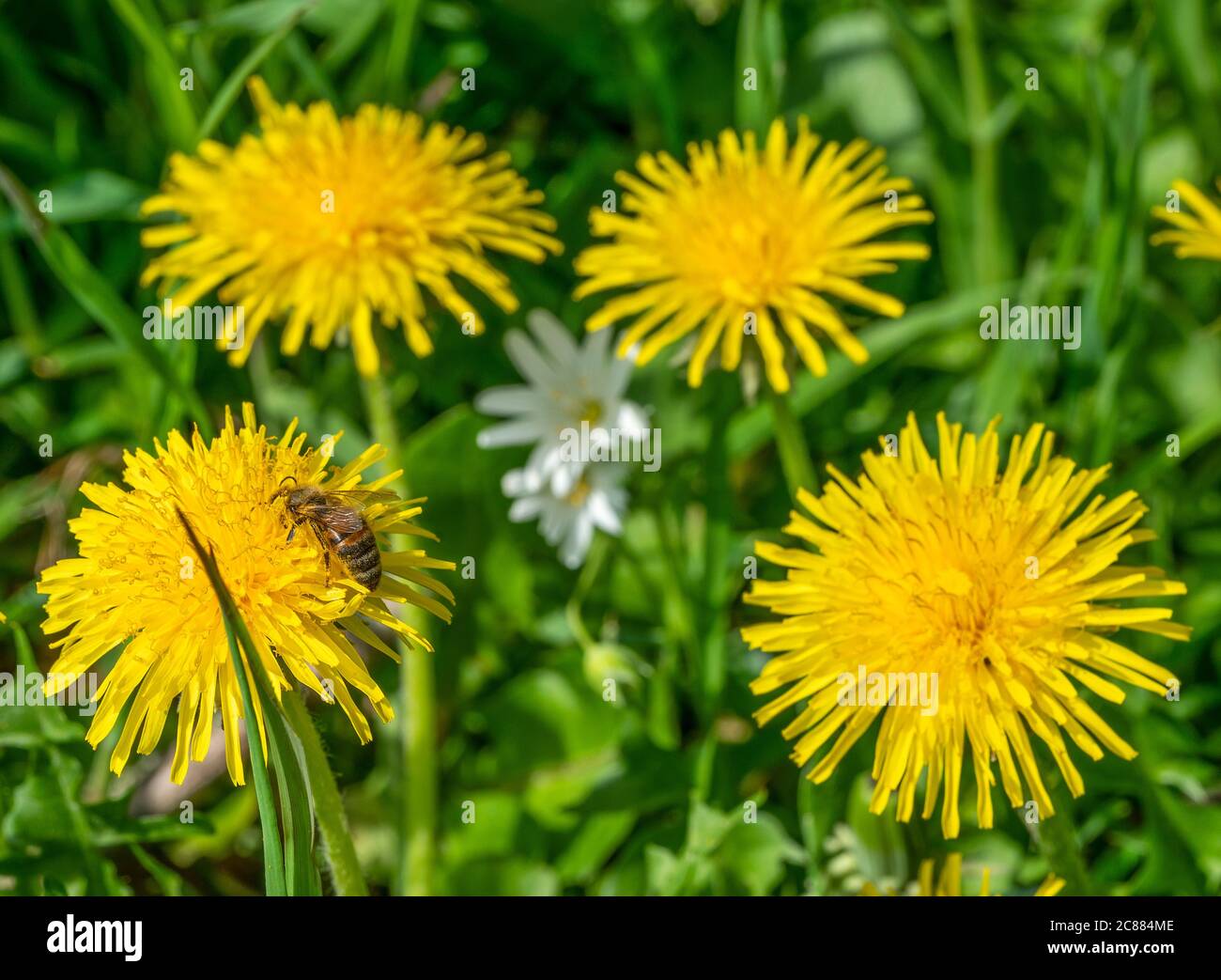 Pollination of dandelion flowers hi-res stock photography and images ...
