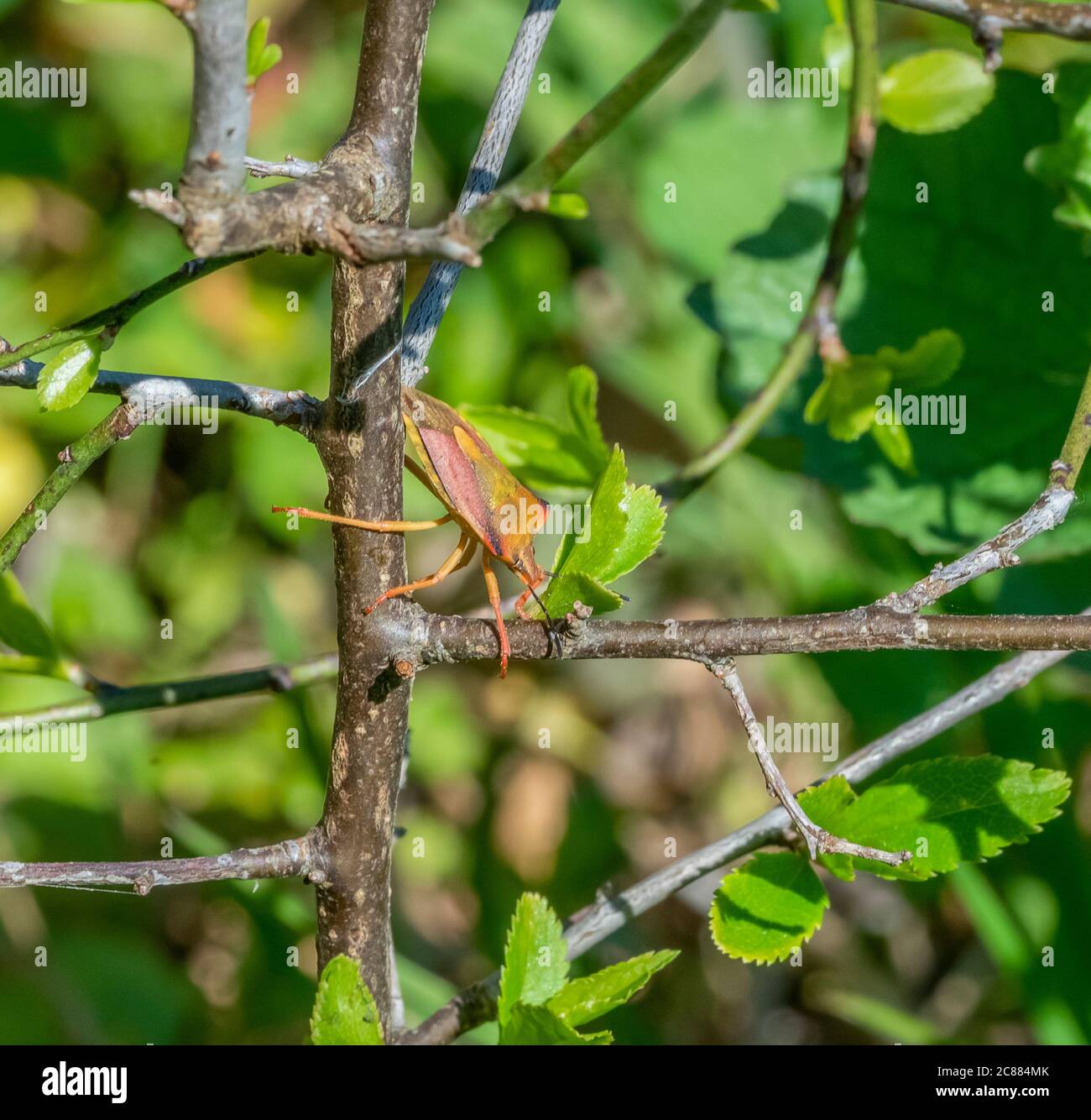Black shouldered shield bug hi-res stock photography and images - Alamy
