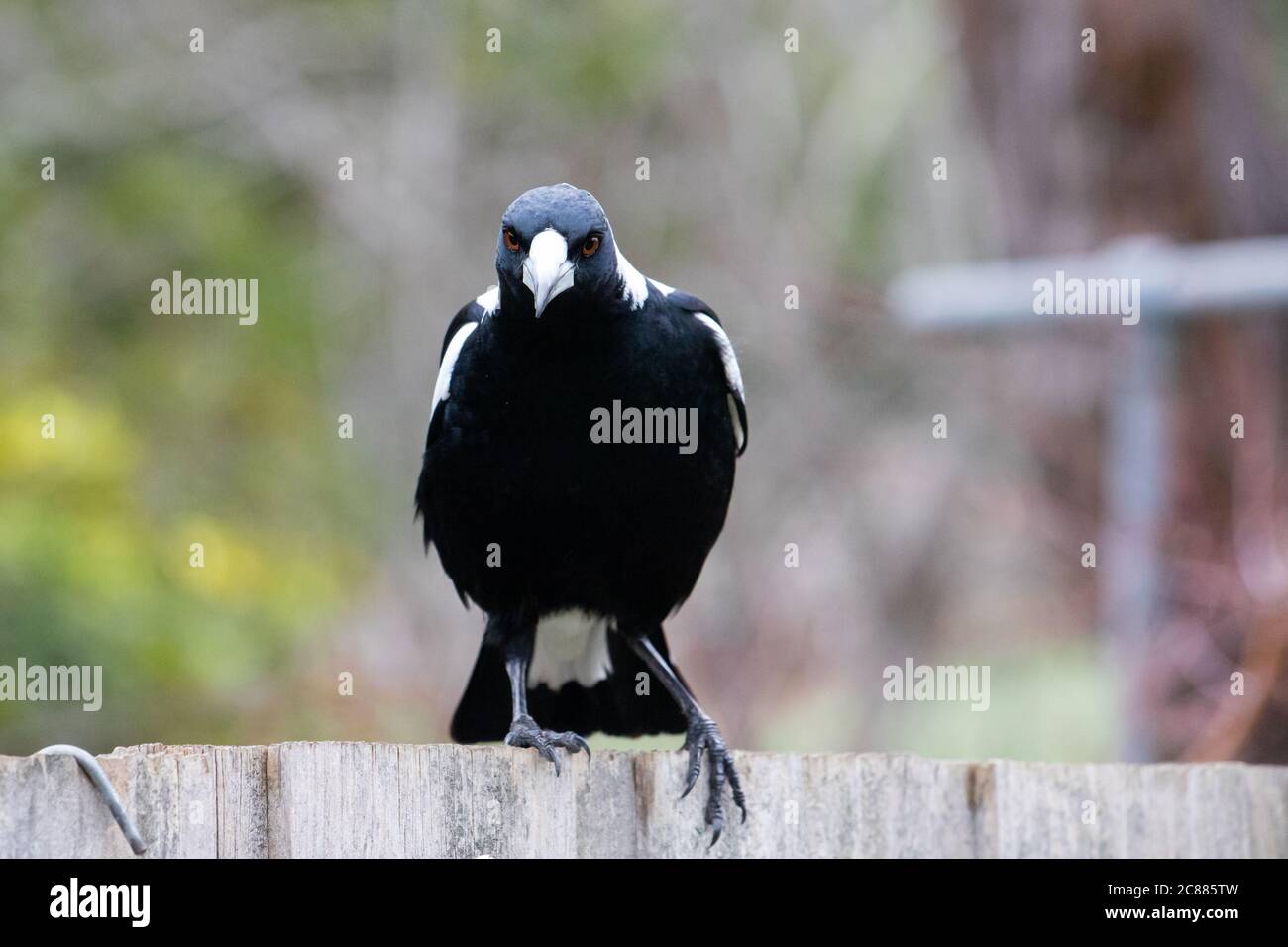 An Australian Magpie on a Fence Stock Photo - Alamy