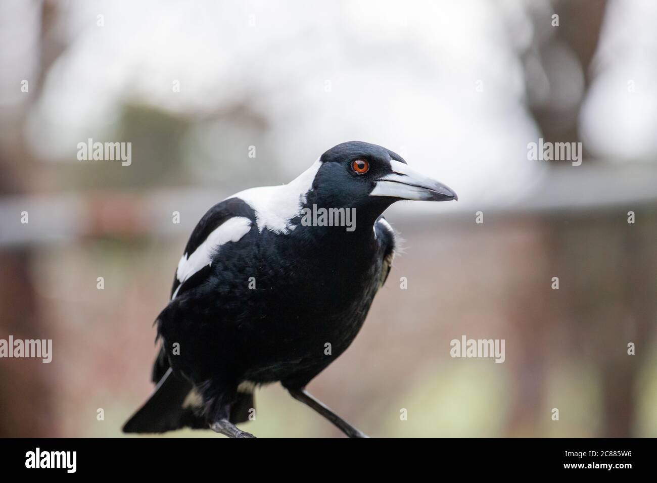 An Australian Magpie on a Fence Stock Photo - Alamy