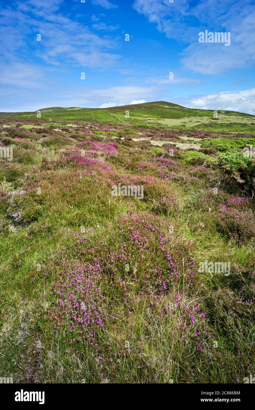 Heather and wild grasses on the moorland landscape at Bradda Head, Isle ...