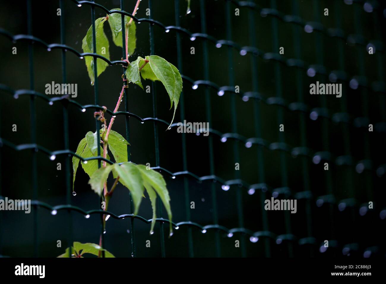 Metal Net in front of green garden after the rain. Lithuania, Nida ...