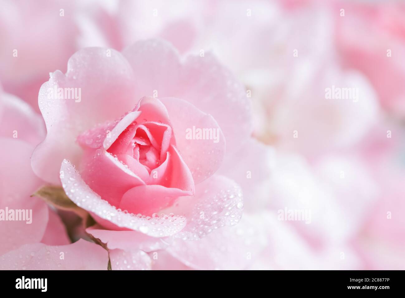 Beautiful pink rose with water drops. Can be used as background. Soft ...
