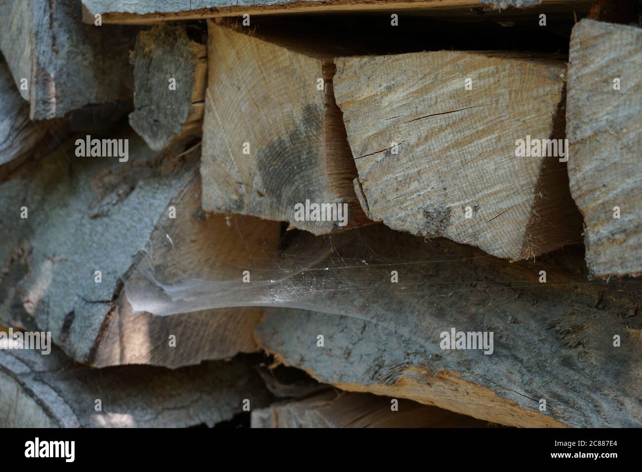 Two square logs in cross section close up, with a thick spider web ...