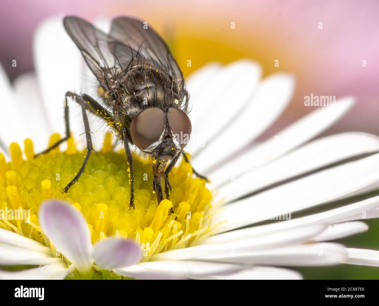 Photography of insects hi-res stock photography and images - Alamy