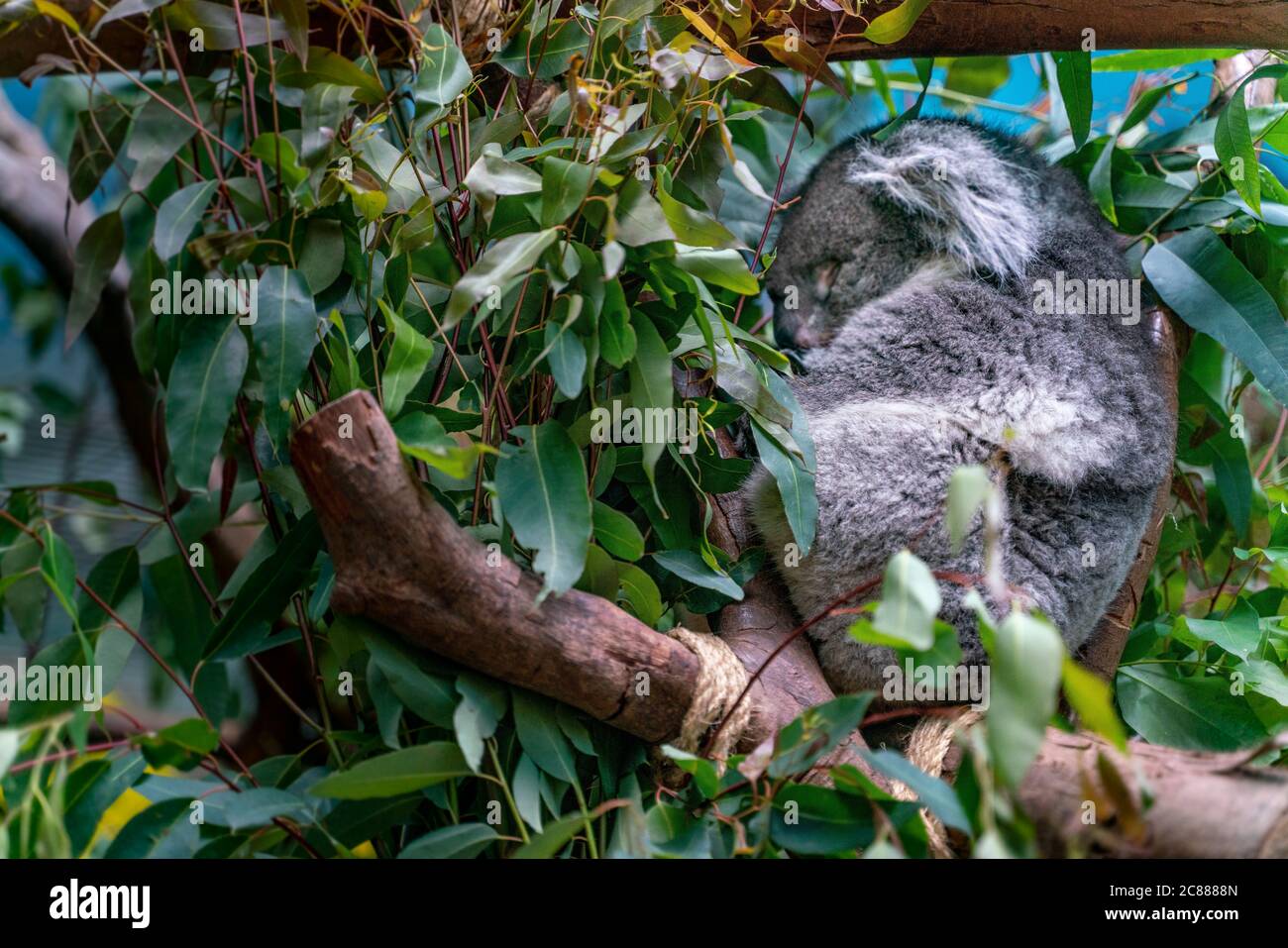 Tired koala hi-res stock photography and images - Alamy