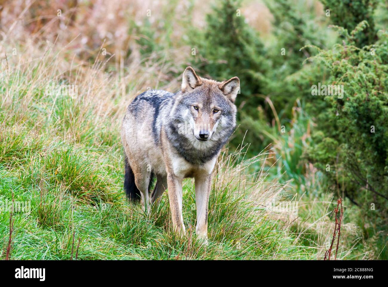 Eurasian grey wolf uk hi-res stock photography and images - Alamy