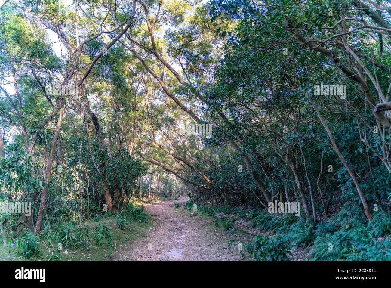 The beautiful sunny hiking road in Sai Kung East Country Park in Hong ...