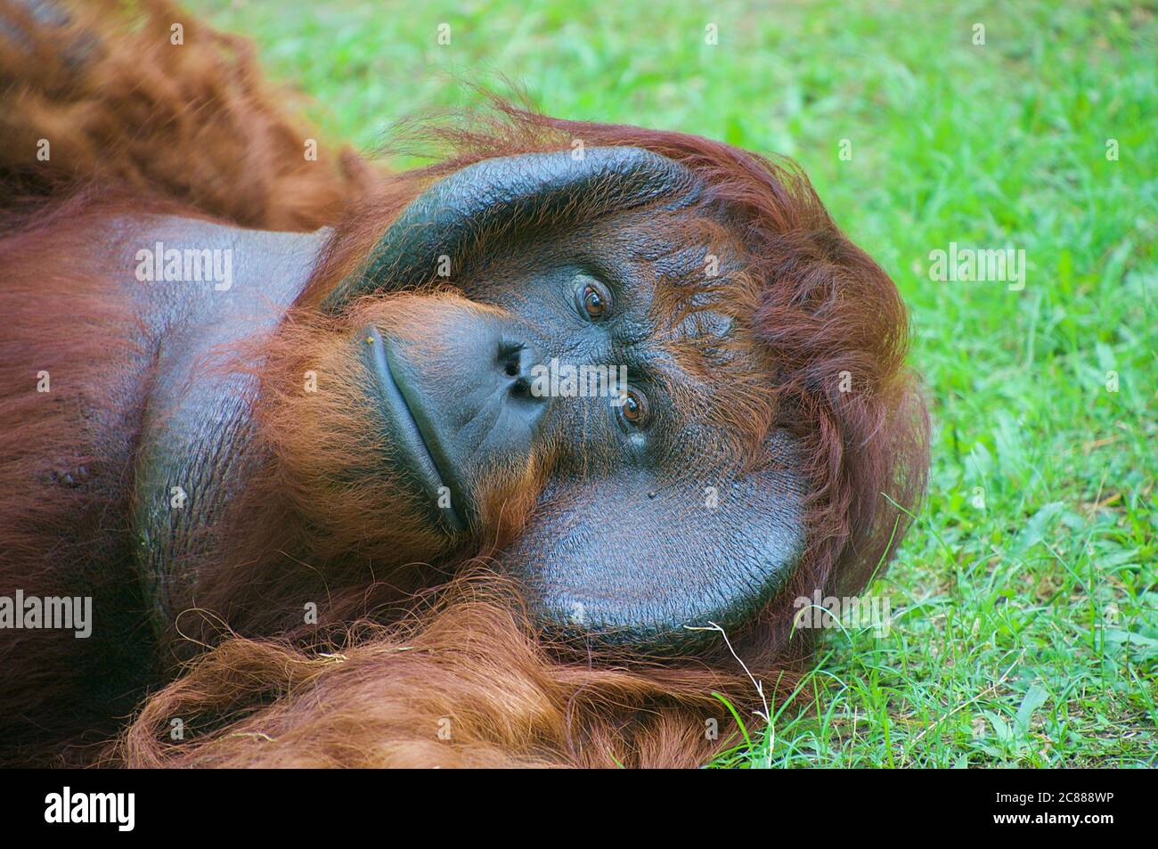 Indonesian zoo orangutan hi-res stock photography and images - Alamy