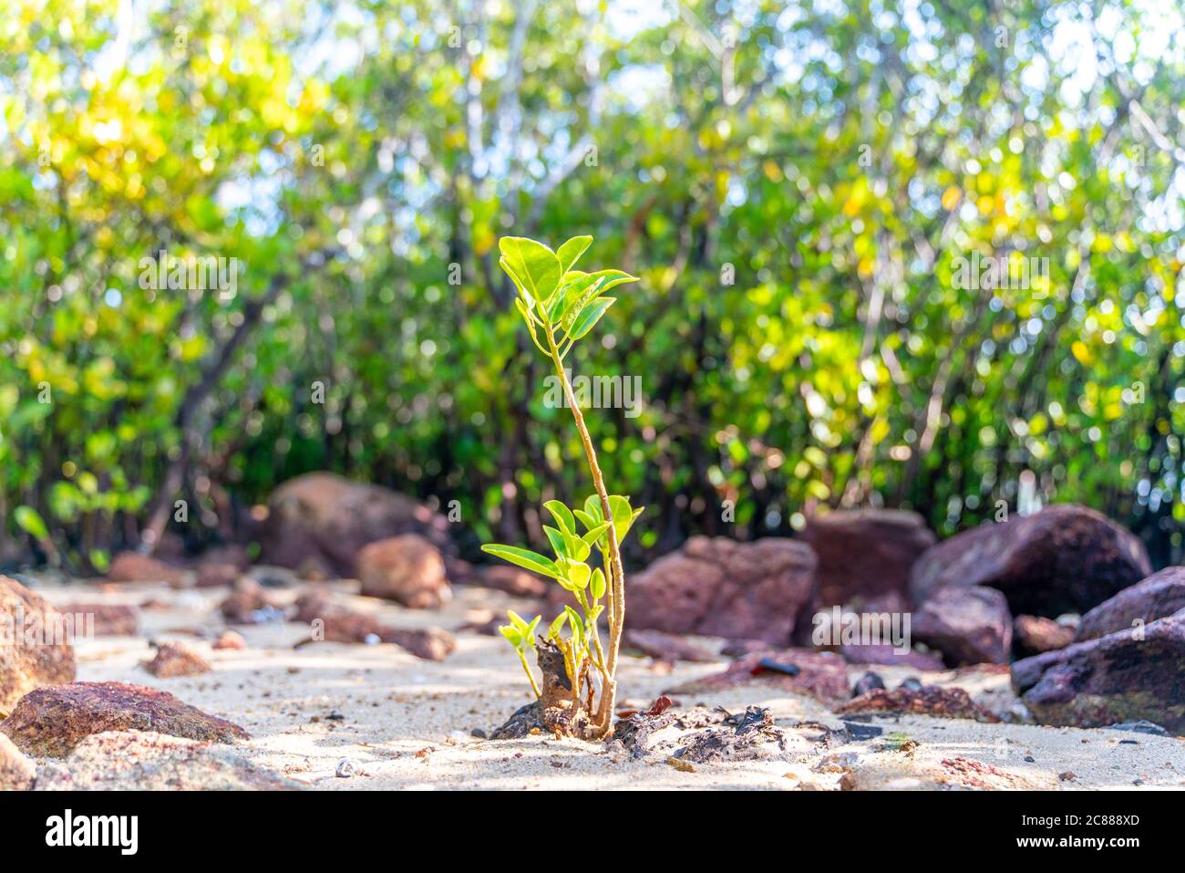 Mangrove young sprout tree along the turquoise green salty water Stock ...