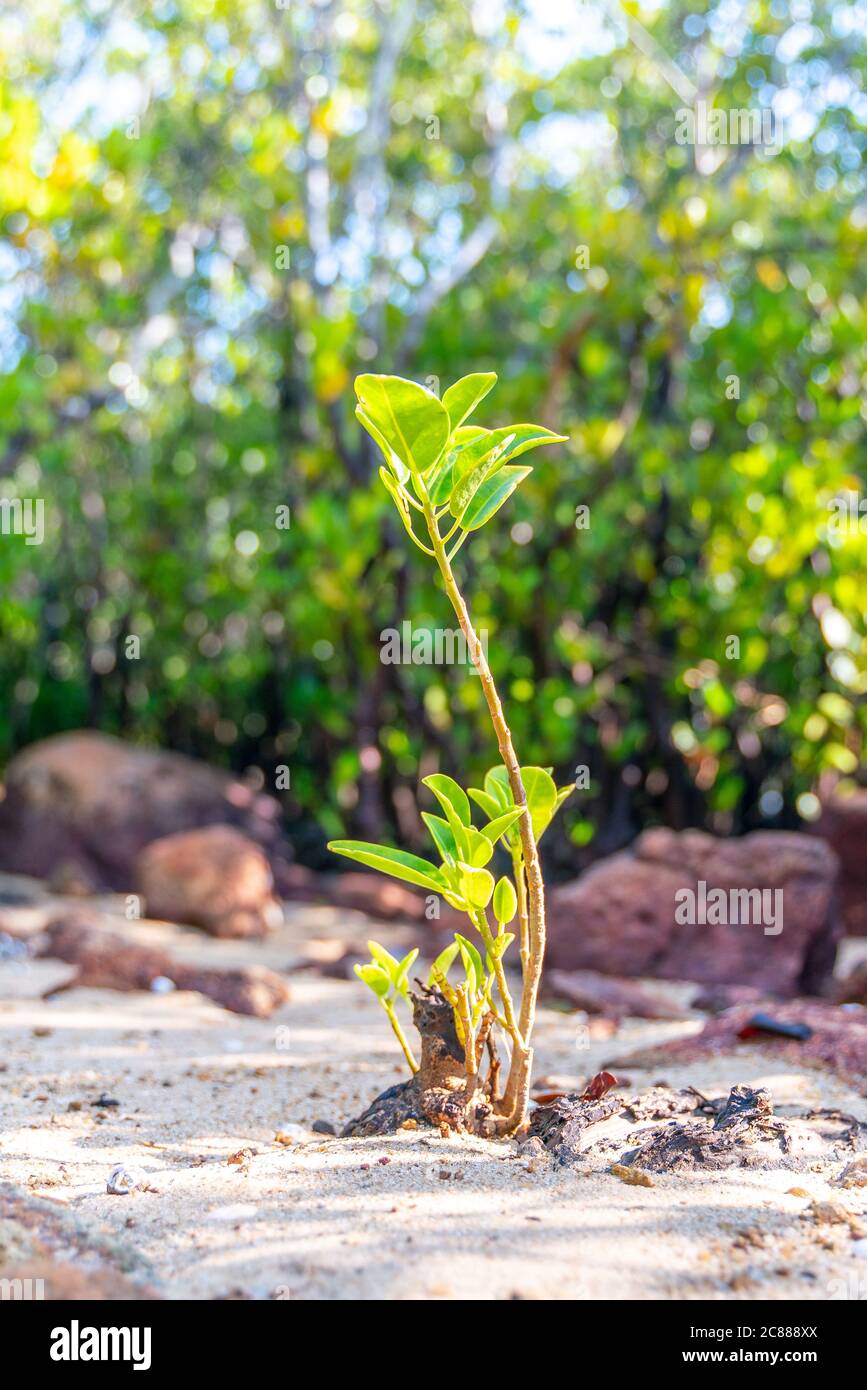 Mangrove young sprout tree along the turquoise green salty water Stock ...