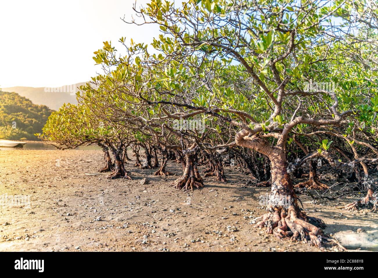 Salty trees hi-res stock photography and images - Alamy