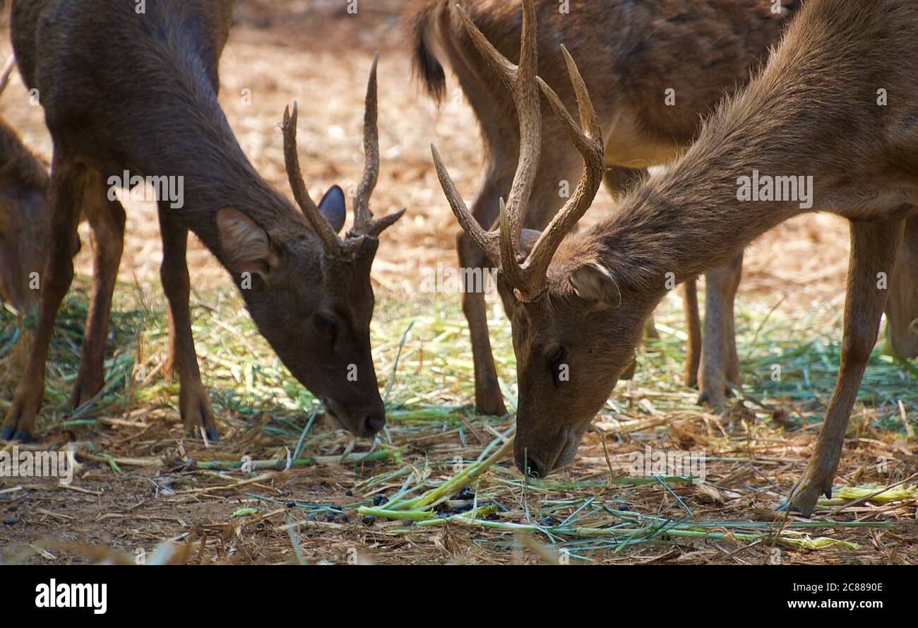 a group of skinny deer eating in the grass Stock Photo - Alamy