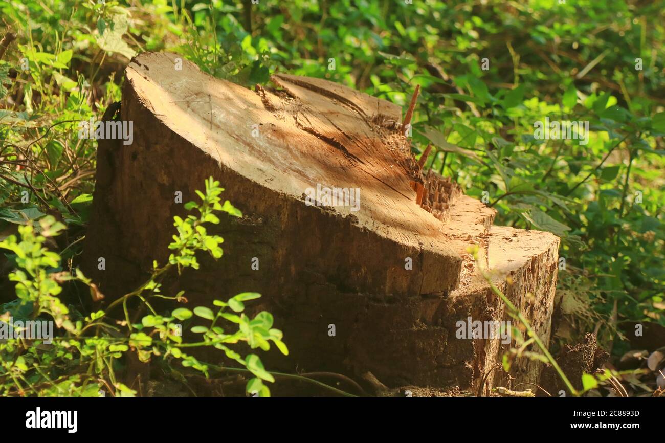 trees that have been cut down in the forest Stock Photo - Alamy