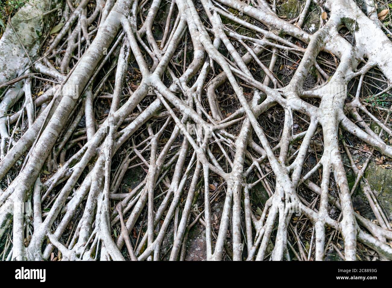 Aerial Prop Roots High Resolution Stock Photography and Images - Alamy