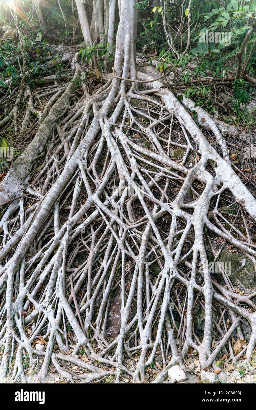 The close-up view of tree roots Stock Photo - Alamy