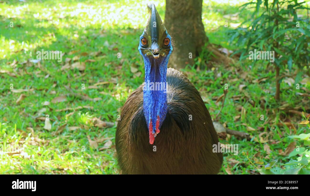 Rare Bird Sightings High Resolution Stock Photography and Images - Alamy
