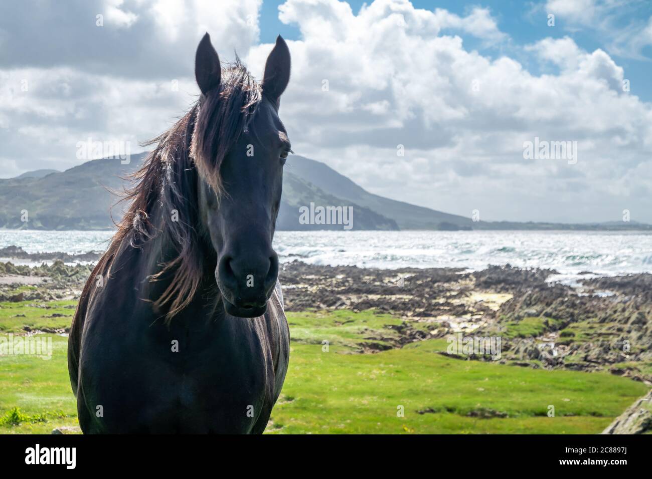 Irish Countryside view with black horse in County Donegal Stock Photo ...