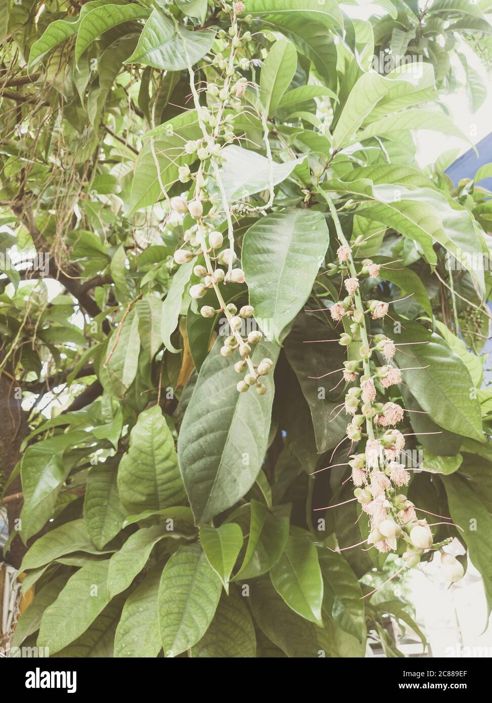 Beautiful natural background. Close-up of tropical tree twigs with ...