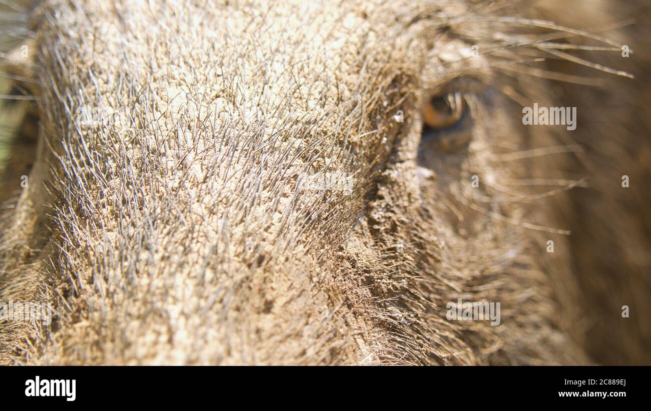 the face and skin of a wild boar up close Stock Photo - Alamy