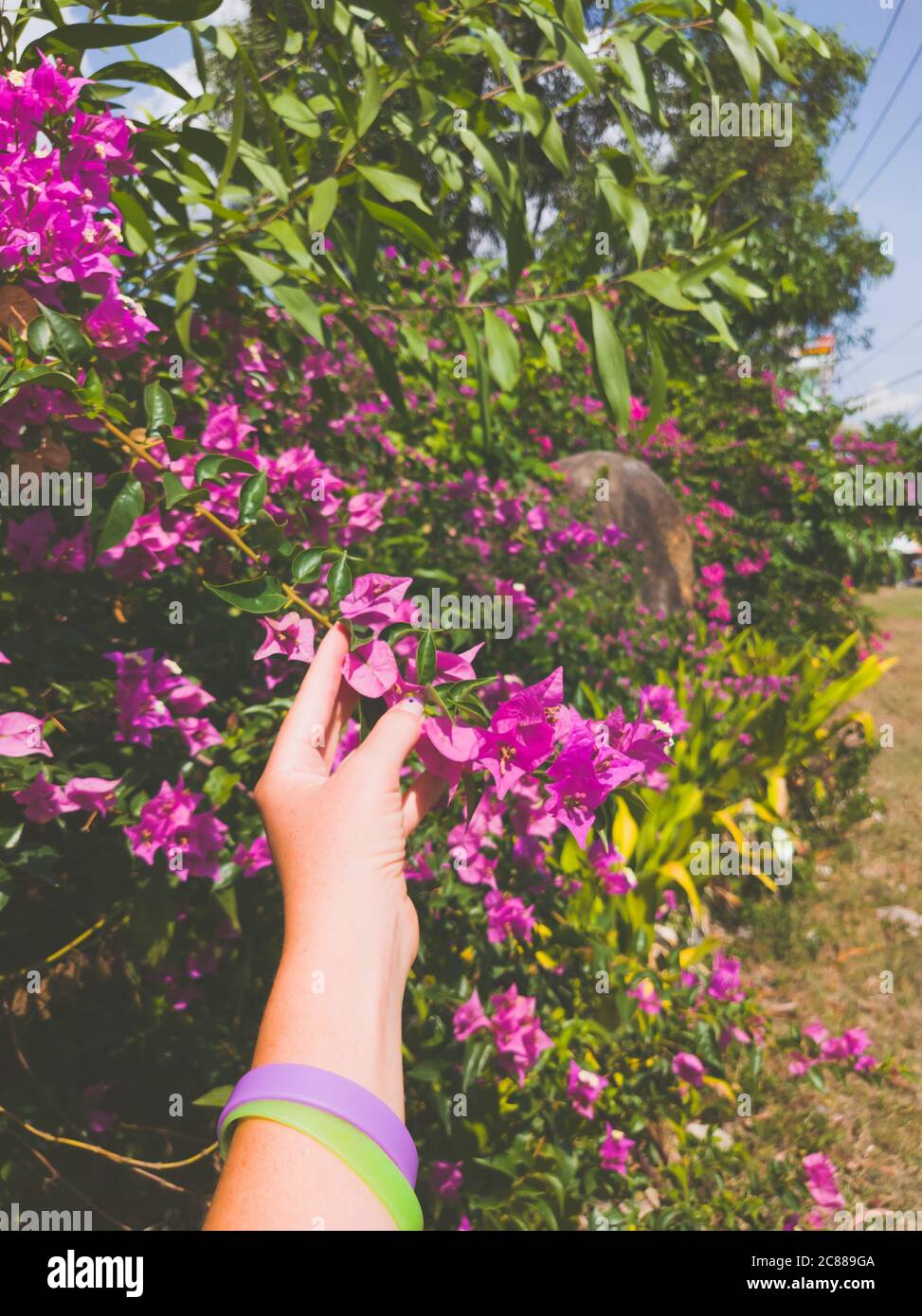 Girls Hand With Flowers