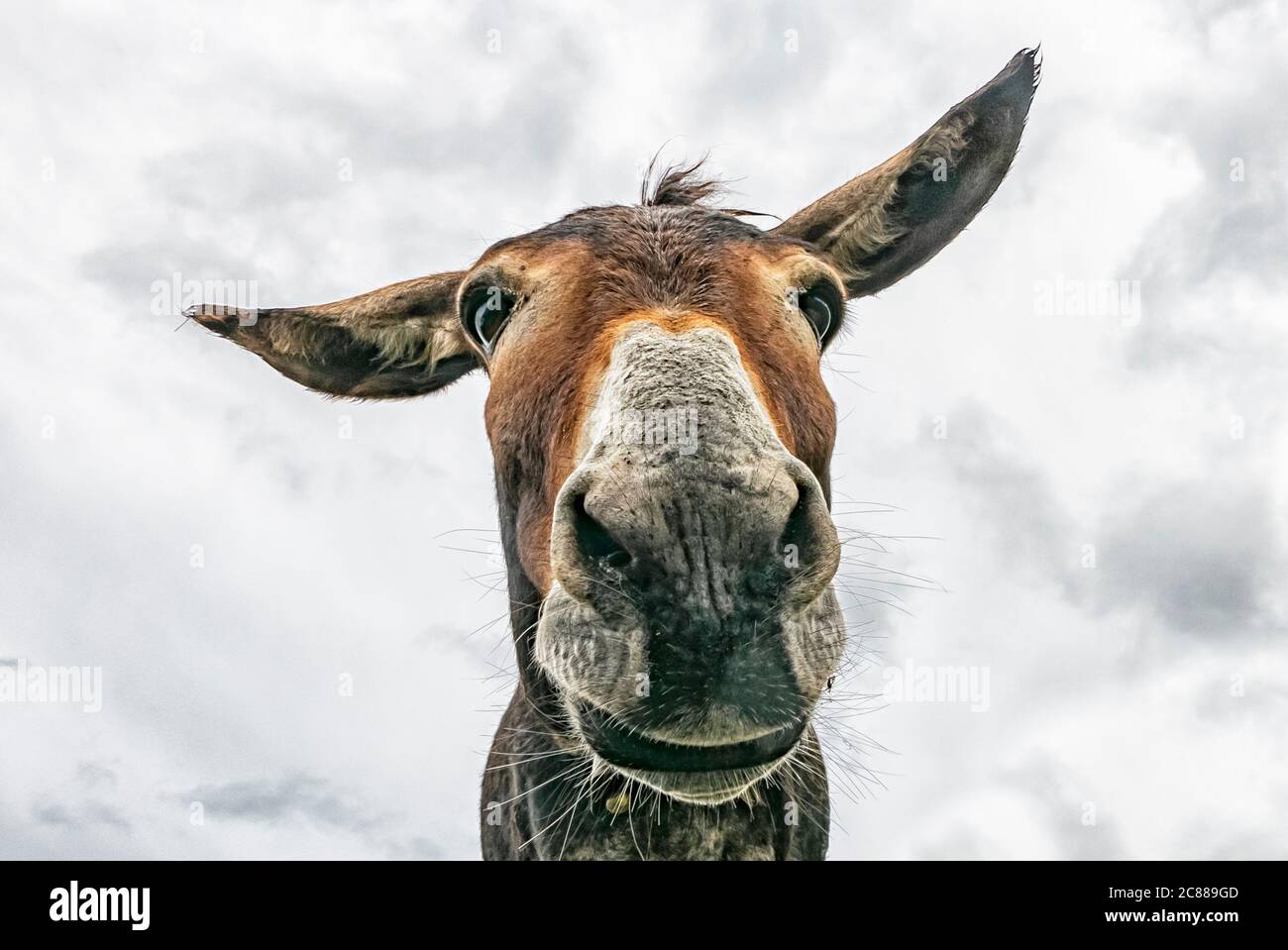 Donkey head close-up taken by downside Stock Photo - Alamy