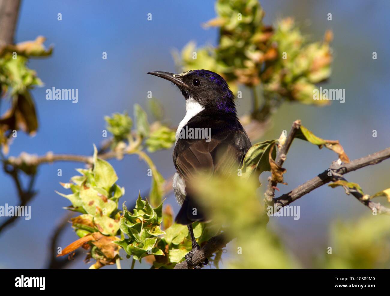 The Western Violet-backed Sunbird shows some seasonal movements to take ...