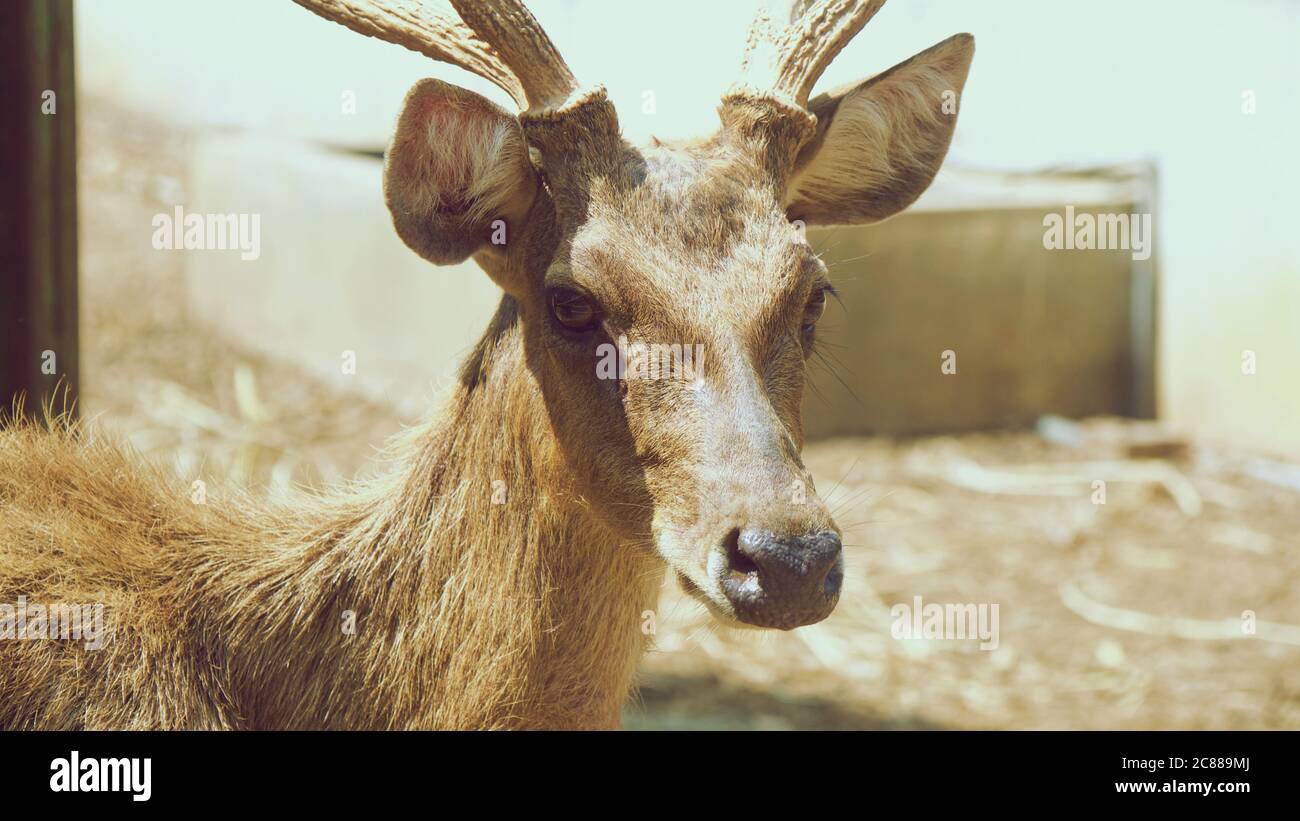 Hunter face face deer hi-res stock photography and images - Alamy