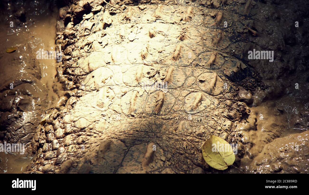 crocodile skin covered in dry mud Stock Photo - Alamy