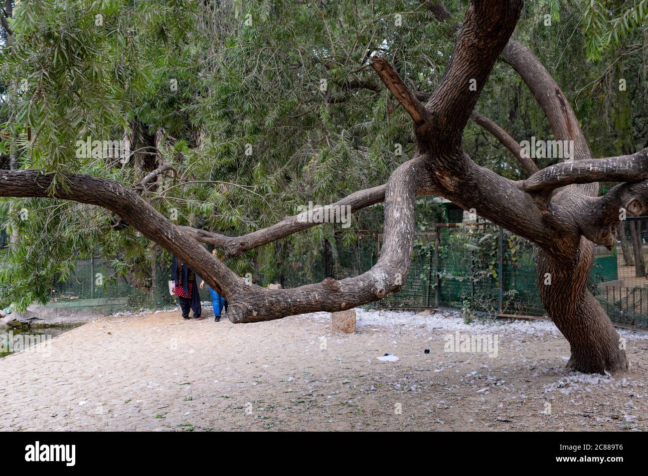Big tree with branches and land with herbs, Big Trees in nature, scenic ...