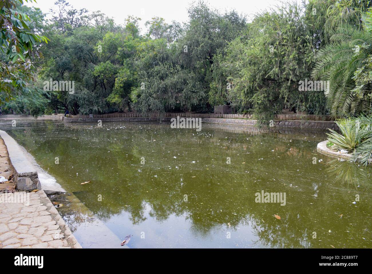 Big tree with branches and land with herbs, Big Trees in nature, scenic ...