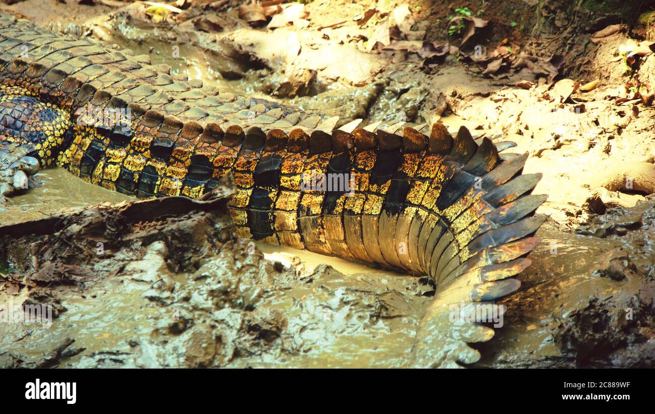 Teeth and tails hi-res stock photography and images - Alamy