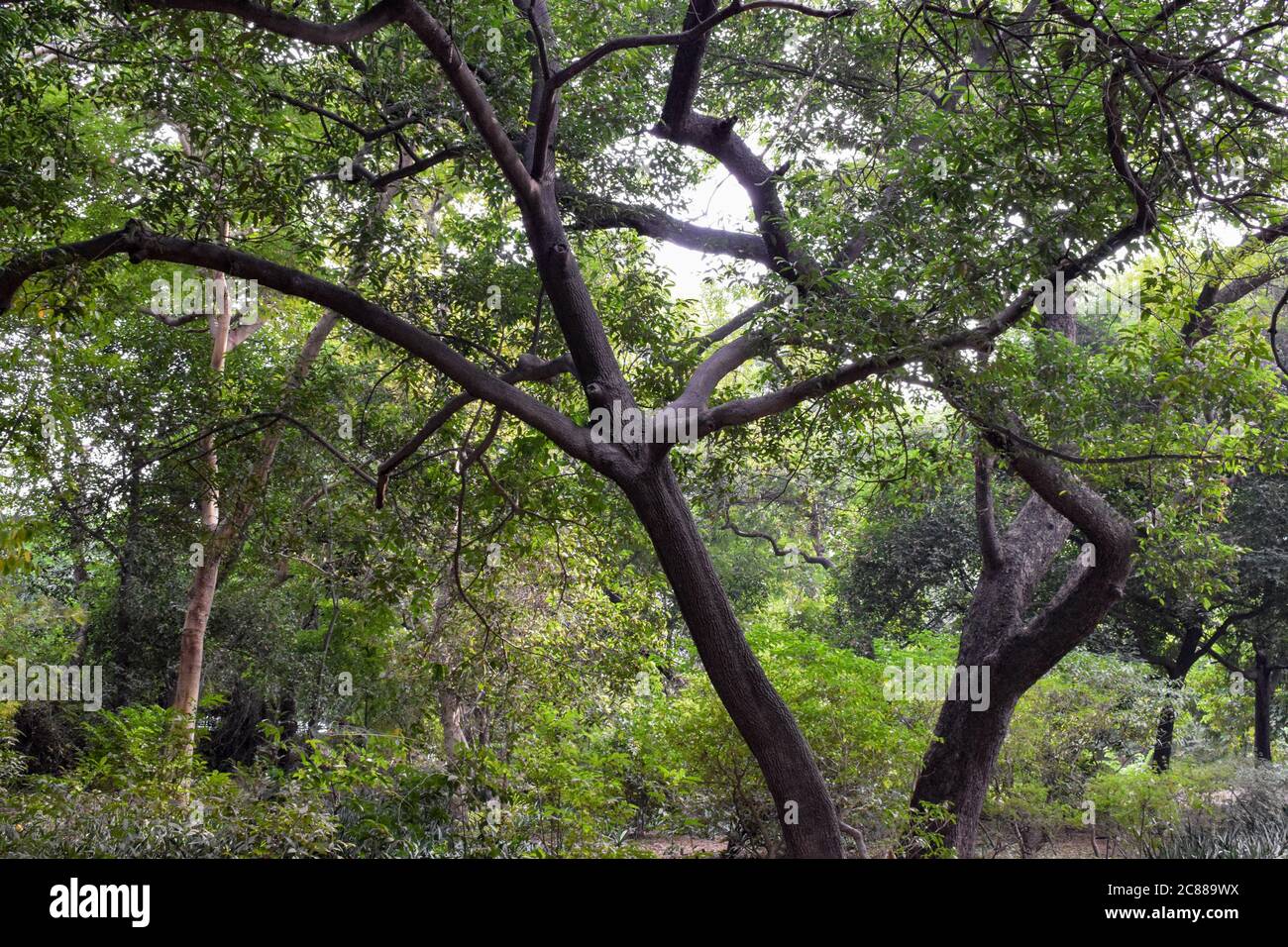 Big tree with branches and land with herbs, Big Trees in nature, scenic ...