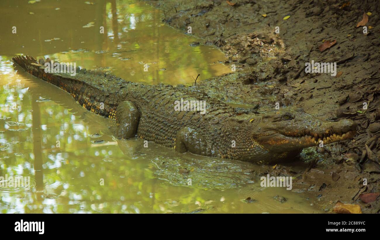 sighting of crocodiles in the asian swamp Stock Photo - Alamy