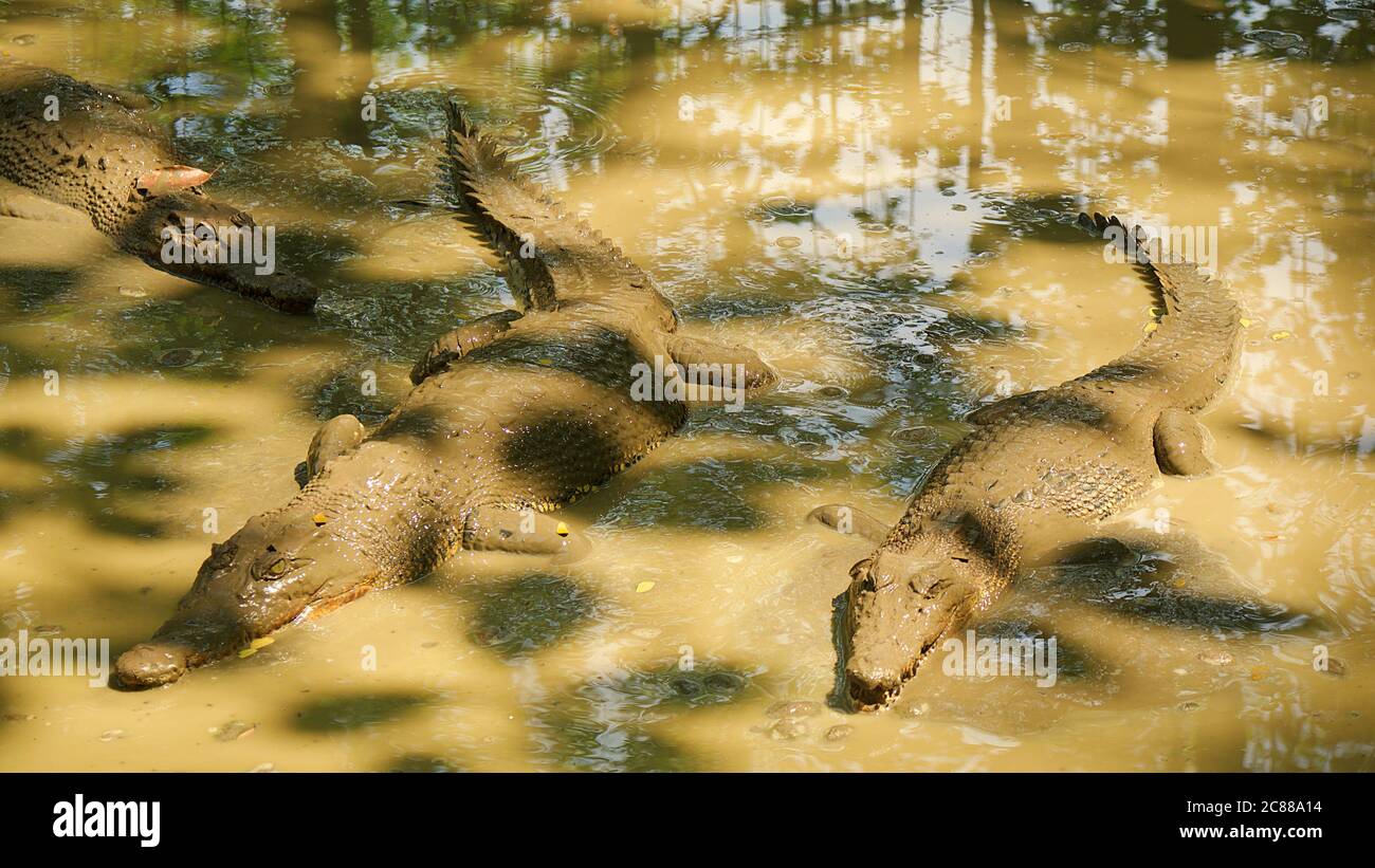 a group of swamp crocodiles are resting during the day Stock Photo - Alamy