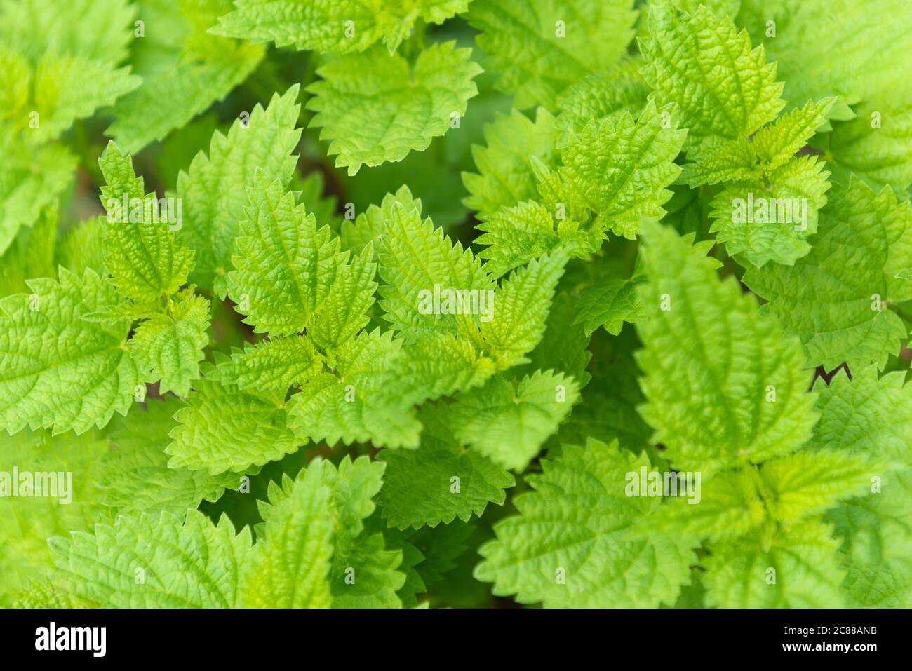 Green wild stinging nettle weeds Stock Photo - Alamy