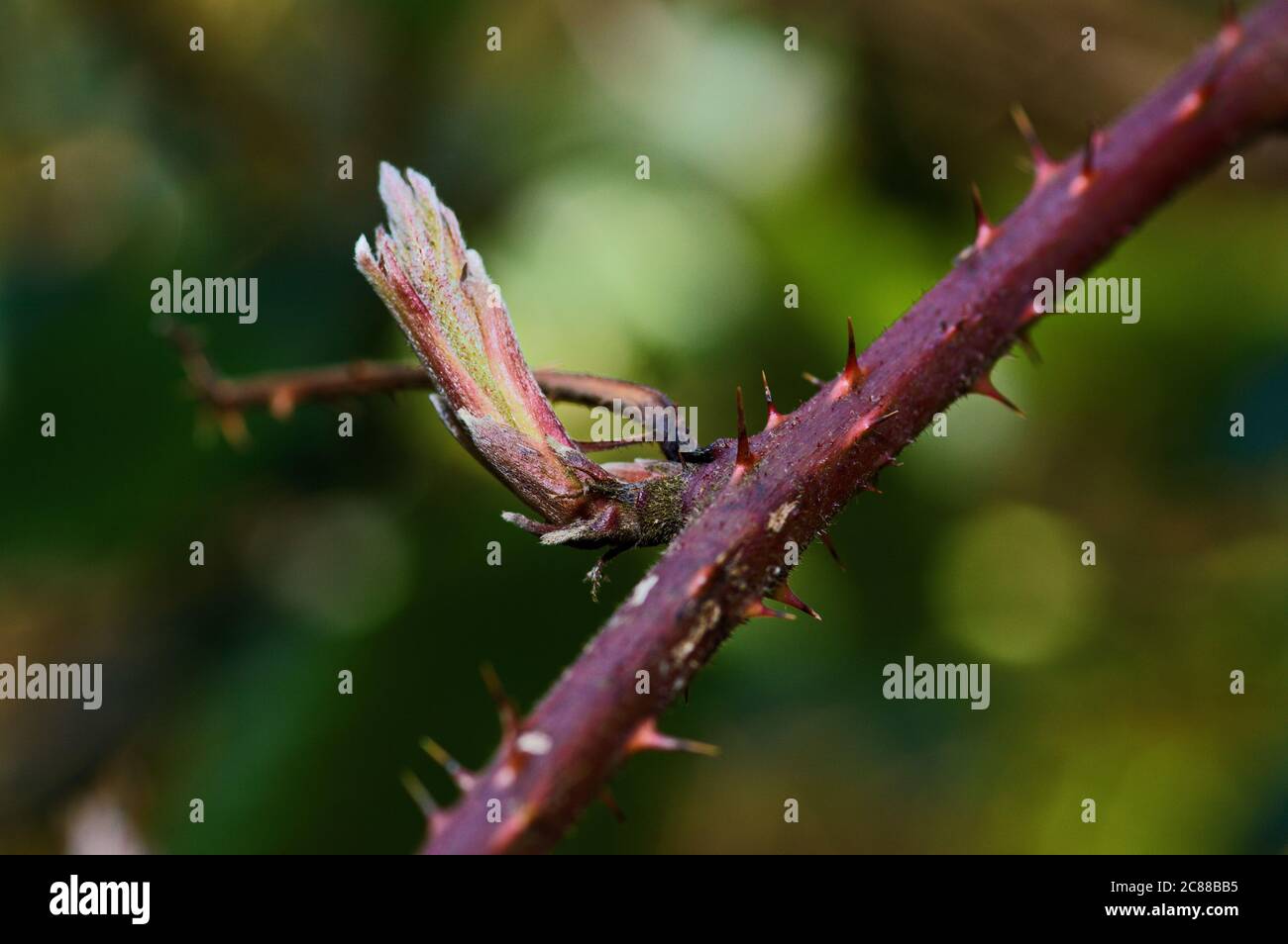 New bramble growth hi-res stock photography and images - Alamy