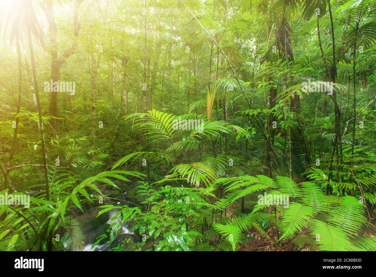 Deep tropical rainforest at sunrise, green foliage of tropical plants ...