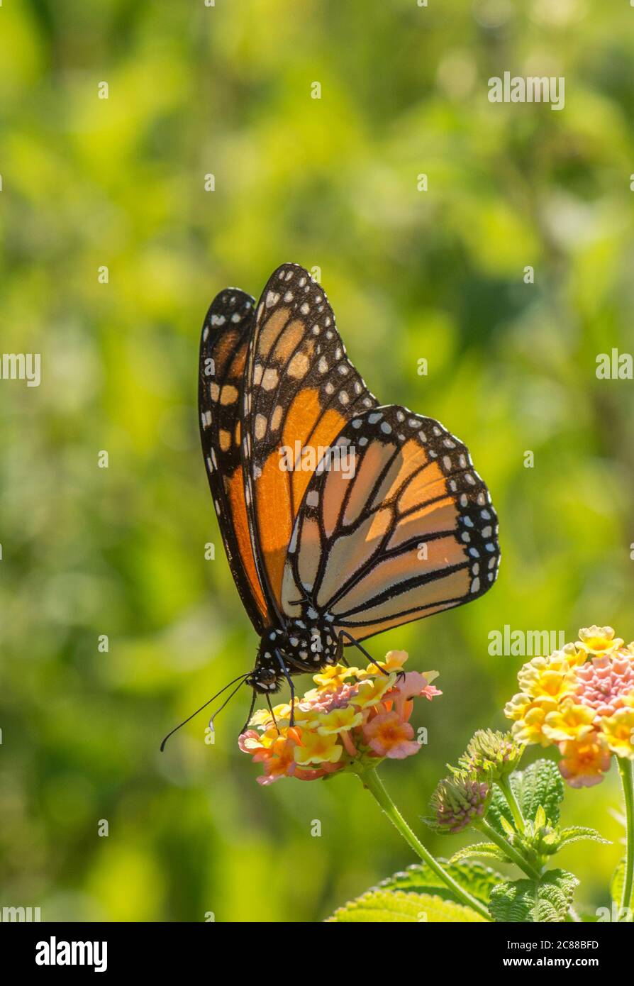 Monarch Butterfly Tiger