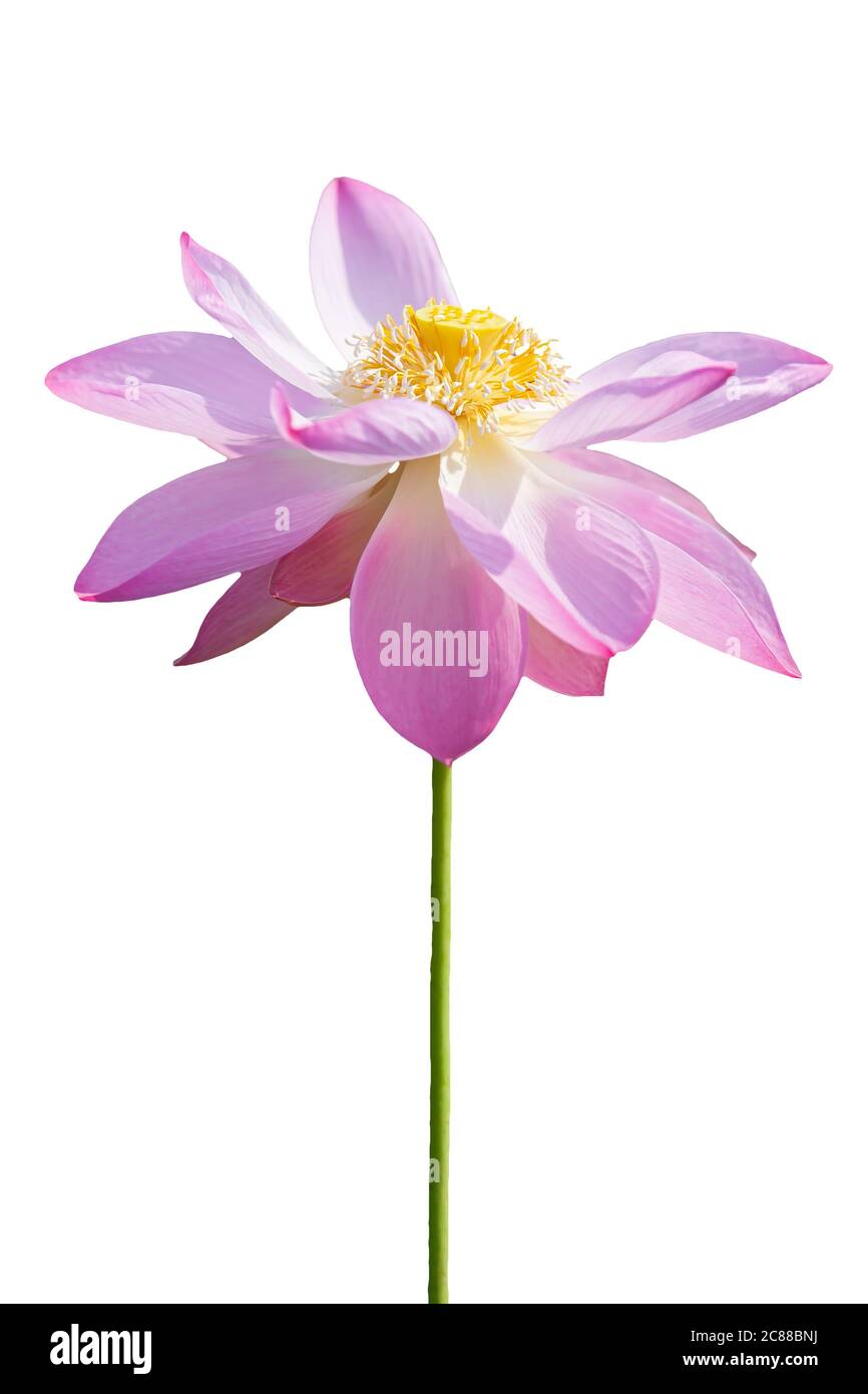 Lotus Stalk High Resolution Stock Photography and Images - Alamy