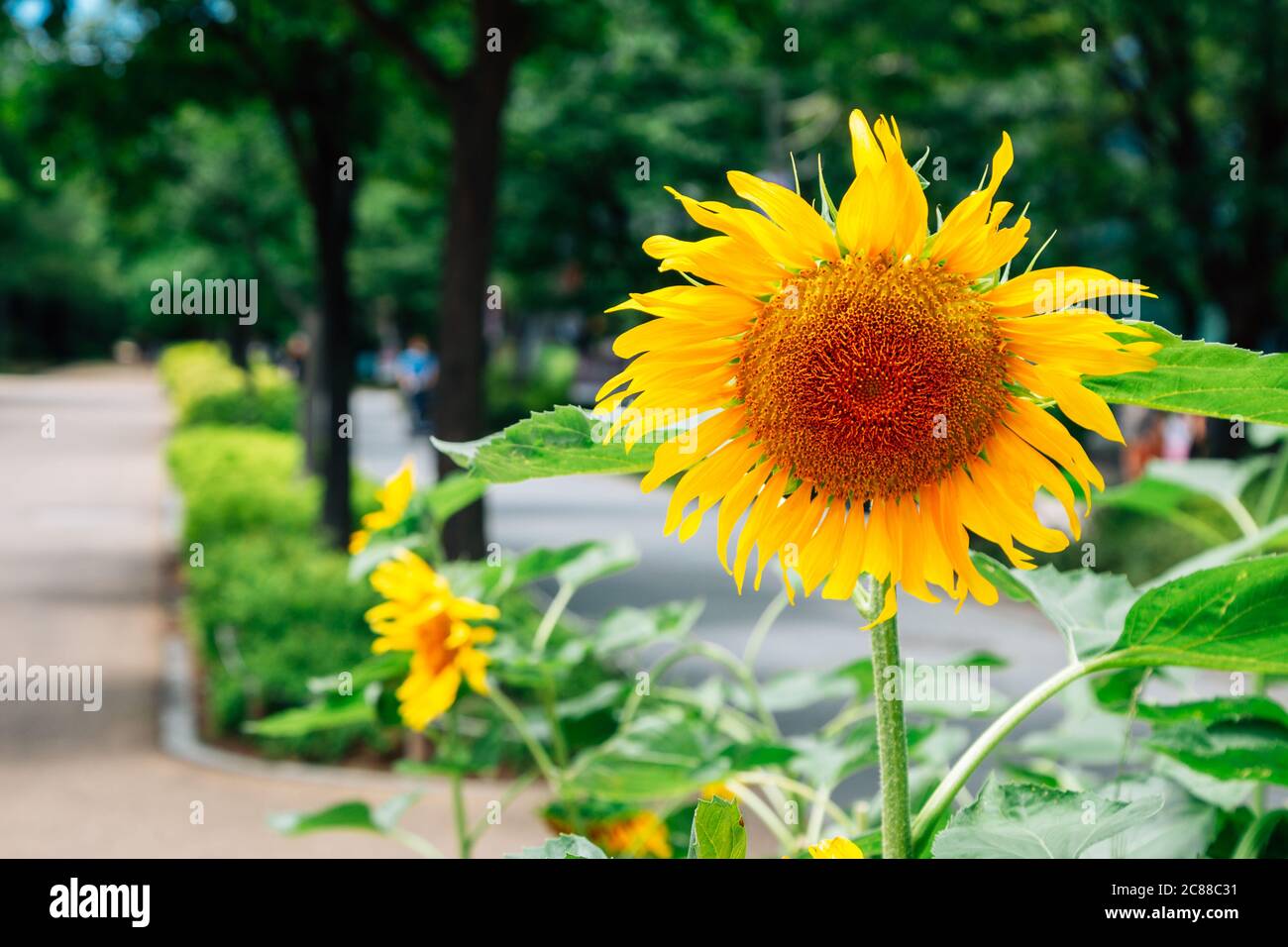 Yellow sunflower at Seoul forest park in Korea Stock Photo - Alamy