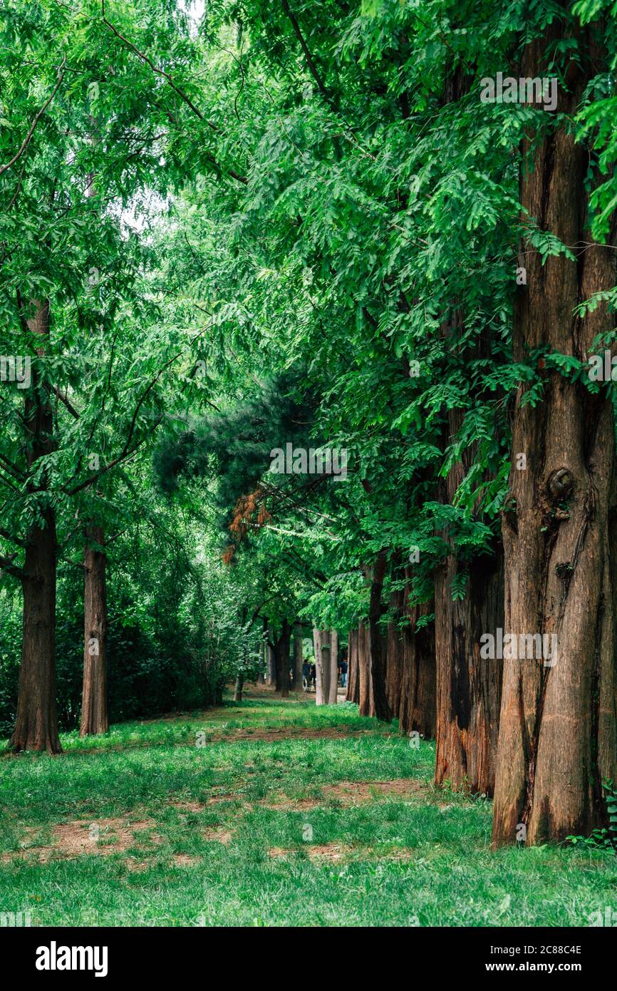 Green trees at Seoul forest park in Korea Stock Photo - Alamy