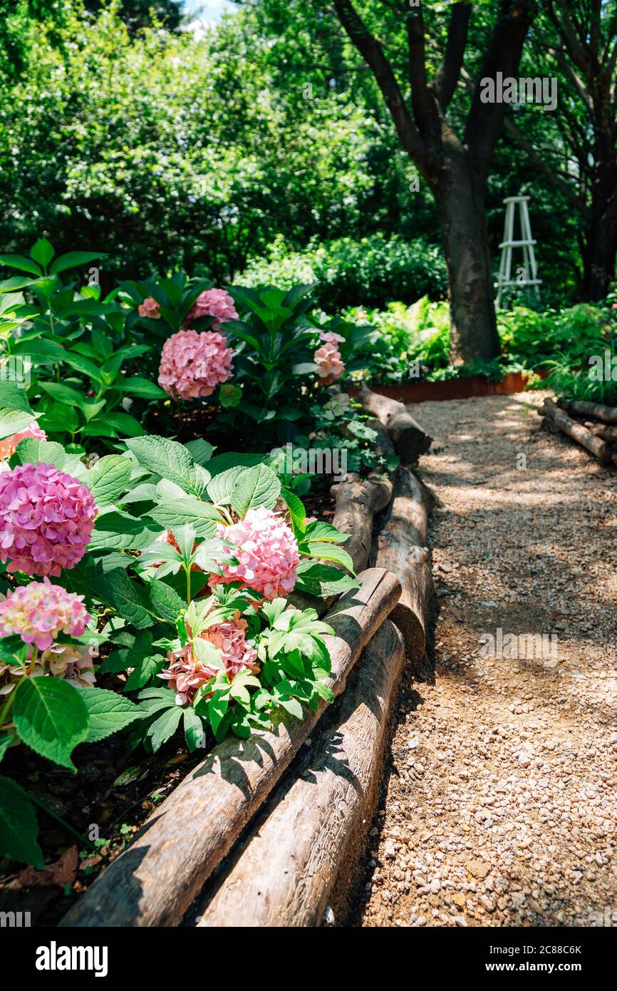 Hydrangea flower field at Seoul forest park in Korea Stock Photo - Alamy