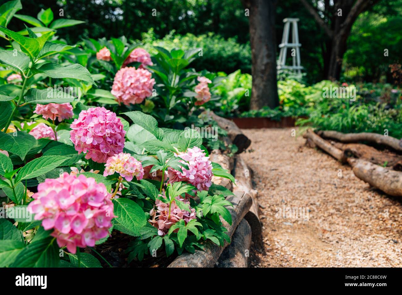 Hydrangea flower field at Seoul forest park in Korea Stock Photo - Alamy