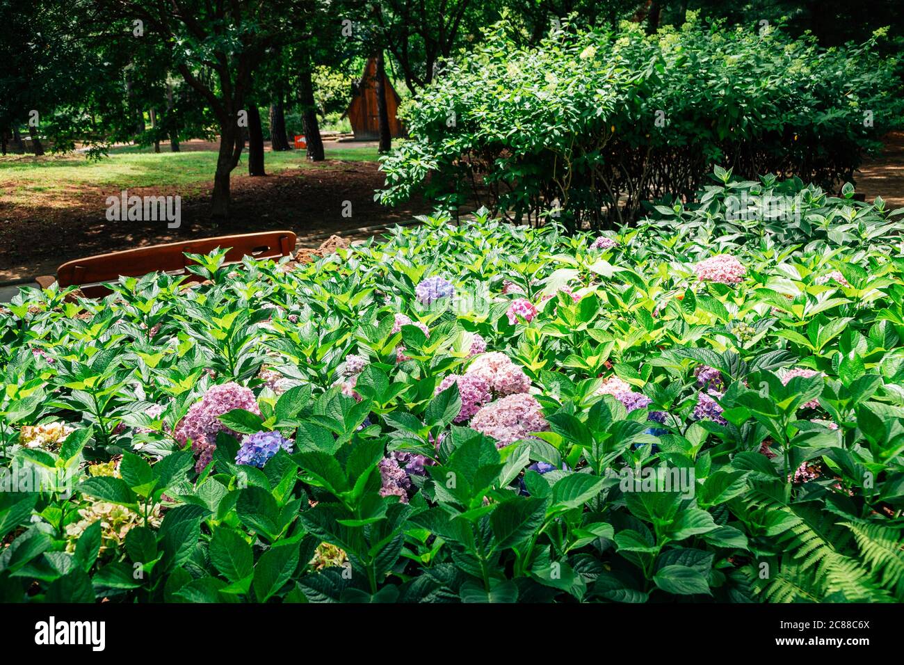 Hydrangea flower field at Seoul forest park in Korea Stock Photo - Alamy