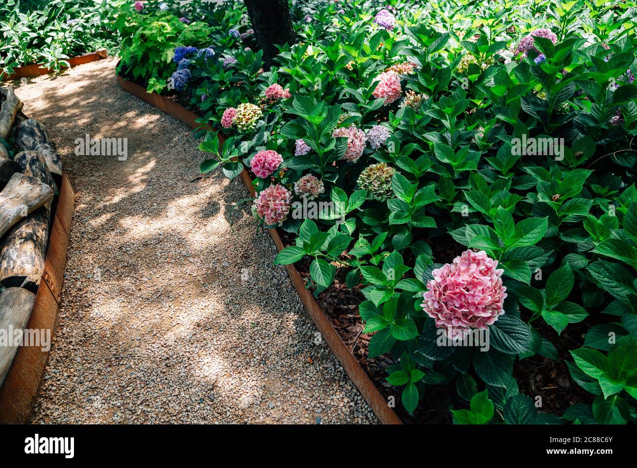 Hydrangea flower field at Seoul forest park in Korea Stock Photo - Alamy